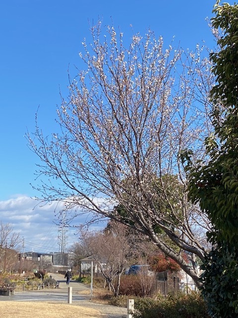 1月も半ば 15日小正月: みっきい NO2